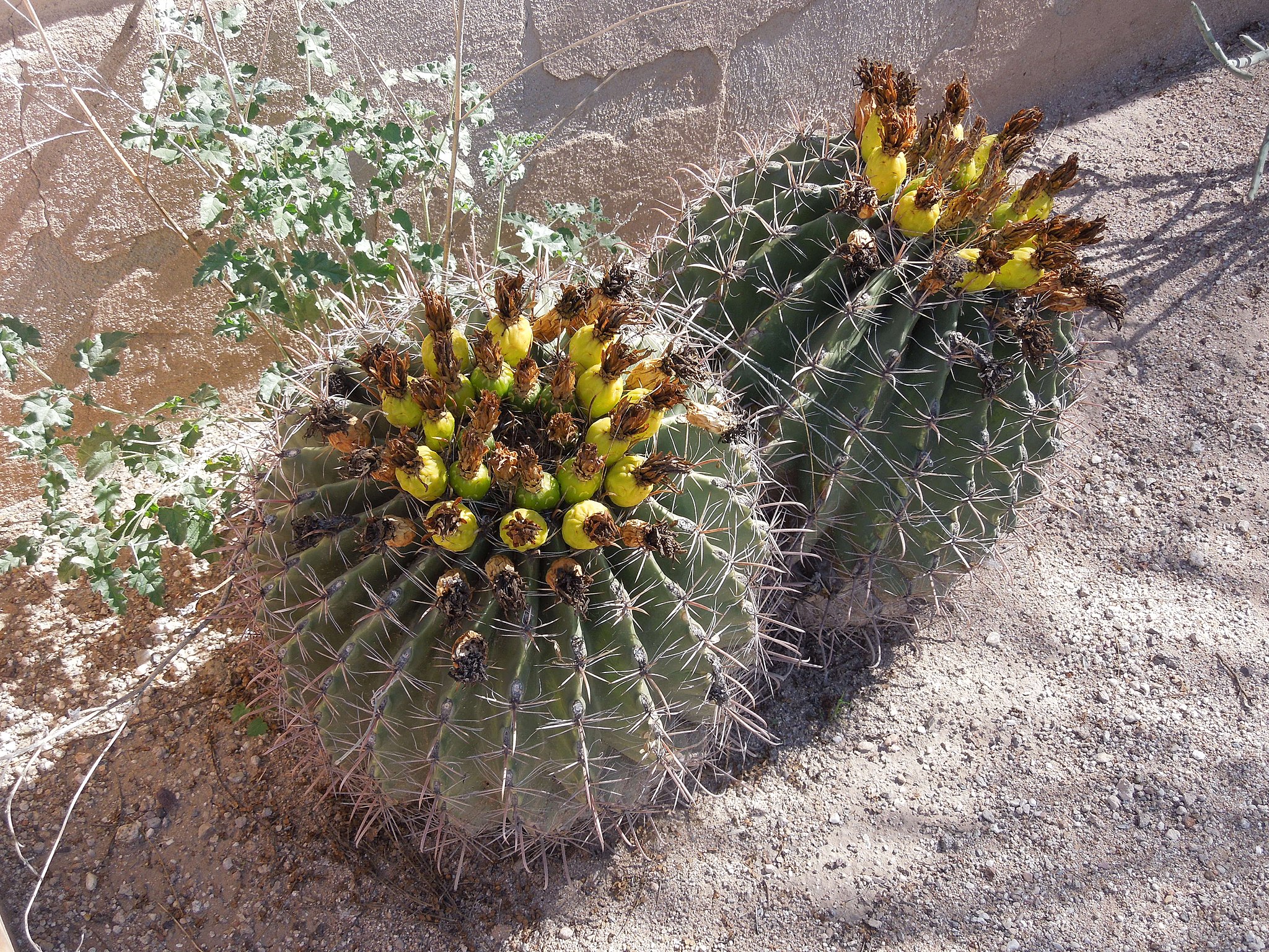Cactus_in_Tucson_Arizona_3 – Tucson Ehlers-Danlos Syndrome Alliance
